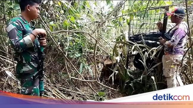 Buntut 3 Orang Diserang Harimau, Satgas Pasang Perangkap Isi Kambing Buntut 3 Orang Diserang Harimau, Satgas Pasang Perangkap Isi Kambing