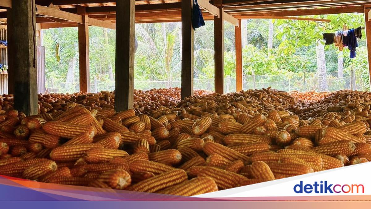 Harga Jagung SPHP Dijual ke Peternak Rp 5.500/Kg