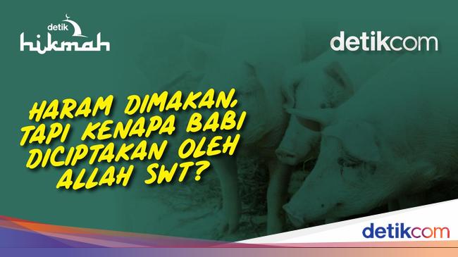 Haram Dimakan, tapi Kenapa Babi Diciptakan oleh Allah SWT? Haram Dimakan, tapi Kenapa Babi Diciptakan oleh Allah SWT?
