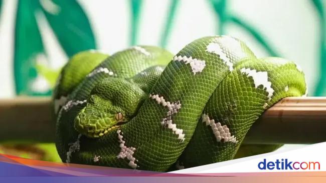 14 Ular Tercantik di Dunia, Bikin Mata Terpana