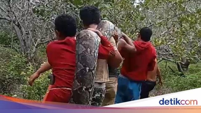 Penampakan Ular Piton 8 Meter Nyaris Mangsa Babi-Mati Ditebas Warga di Muna