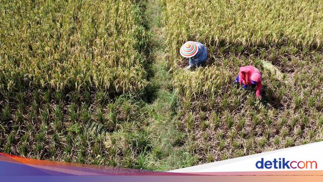 Musim Panen Padi Perdana Tahun 2024