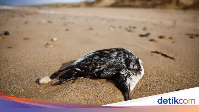 Fenomena 500-an Burung Laut Mati Terdampar
