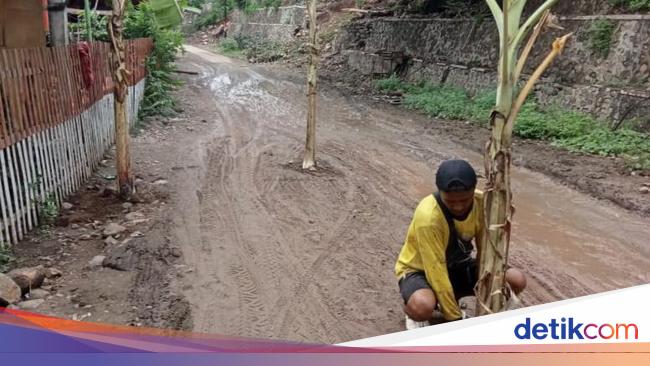 Kesal Tak Diperbaiki, Warga Bima Tanam Pohon Pisang di Tengah Jalan Rusak Kesal Tak Diperbaiki, Warga Bima Tanam Pohon Pisang di Tengah Jalan Rusak