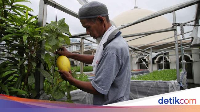 Wow! Beragam Sayur dan Buah Tumbuh di Atap Masjid