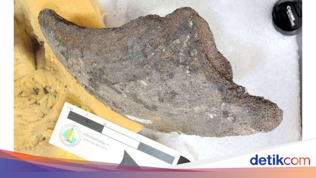 Begini Wujud Fosil Penyu Raksasa dari Zaman Pleistosen Akhir