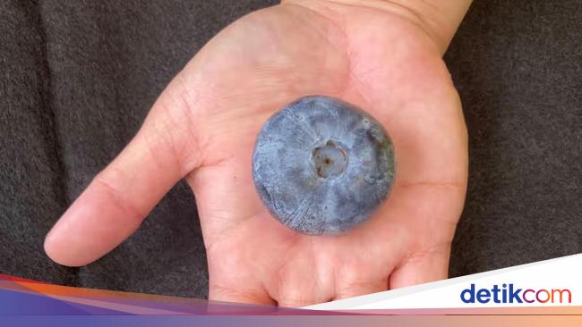 Blueberi Ini Ukurannya Nggak Lazim