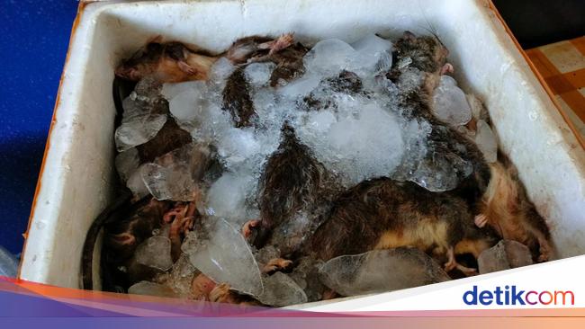 Penampakan 180 Bangkai Tikus Asal Sulteng Disita Balai Karantina Gorontalo