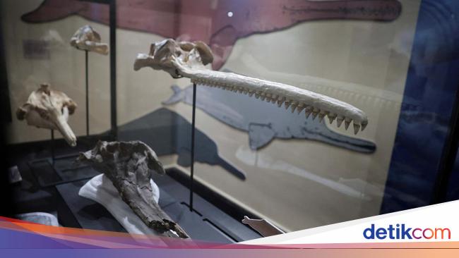 Ini Dia Fosil Lumba-lumba Air Tawar Terbesar di Dunia