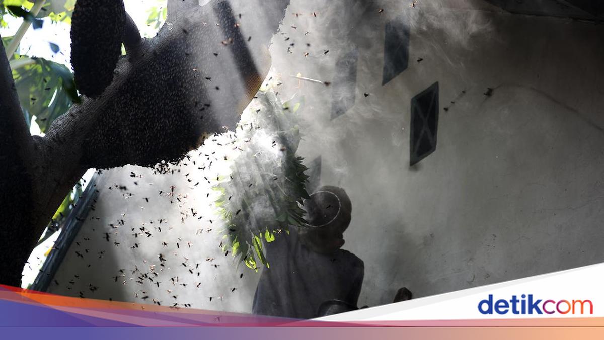 Melihat Penen Madu Hutan di Aceh