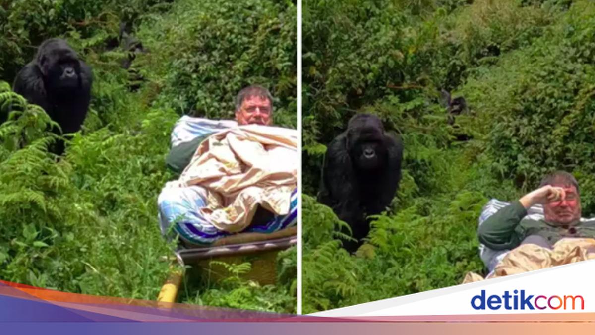 Pria Beruntung, Dipapah Saat Treking, kemudian Malah Bertemu Gorila Impian