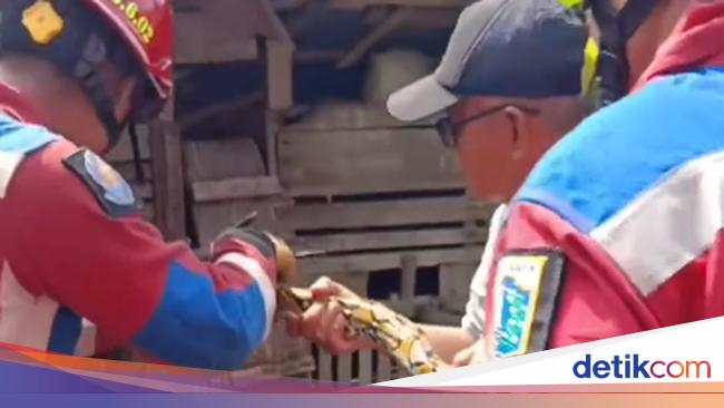 Sempat Makan Ternak Warga, Ular Sanca 3 Meter Dievakuasi Damkar Jakut Sempat Makan Ternak Warga, Ular Sanca 3 Meter Dievakuasi Damkar Jakut