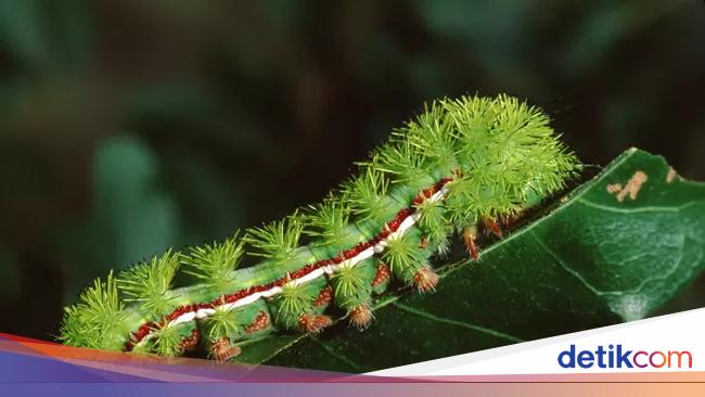 Kumpulan Potret Ulat yang Cantik Namun Mematikan