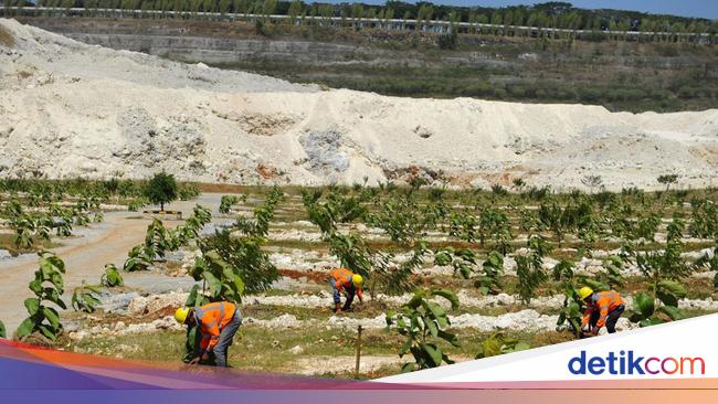 Lahan Bekas Tambang Batu Kapur Ini Disulap Jadi Kebun Jati-Jeruk