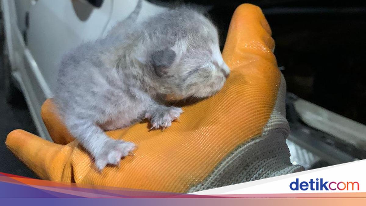 Meong, Meong... Induk Kucing Tunggu Anaknya Diselamatkan Damkar Depok