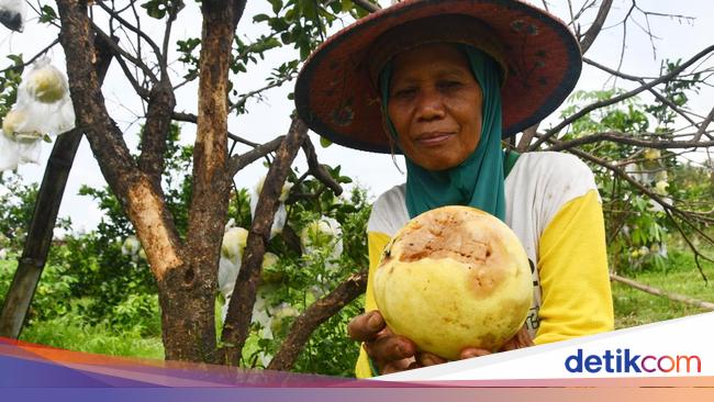 Kasihan, 50% Tanaman Jeruk Petani di Magetan Terserang Penyakit
