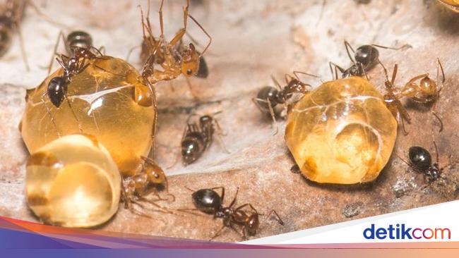 Ini Semut Honeypot, Serangga yang Bisa Hasilkan "Madu" Seperti Lebah