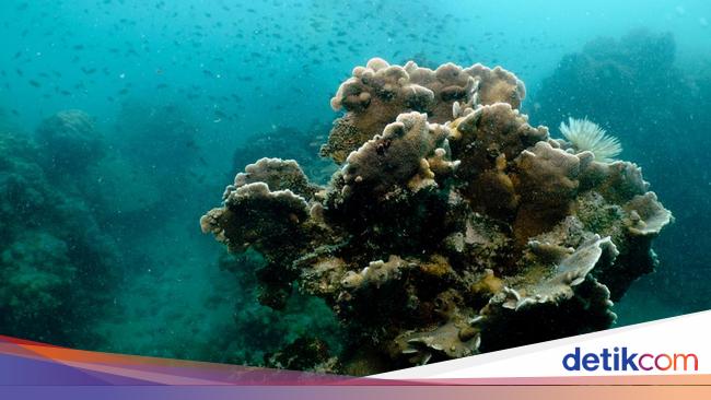 Gawat! Pemutihan Terumbu Karang di Cagar Alam Laut Tersebar Kian Parah