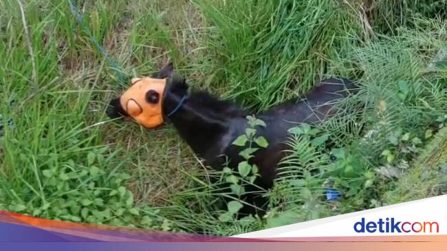 Geger Andong Nyemplung ke Parit 3 Meter di Potorono Bantul