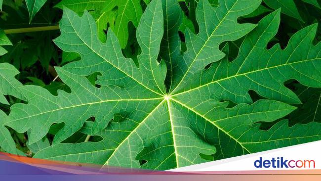 10 Manfaat Daun Pepaya untuk Kesehatan yang Wajib Kamu Tahu