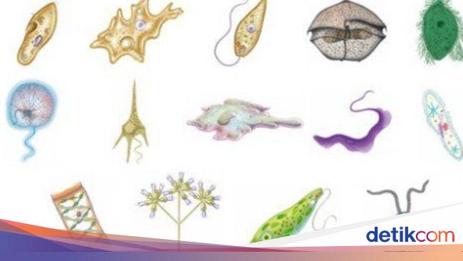 What Is Kingdom Protista This Is The Definition Characteristics Classification And Examples