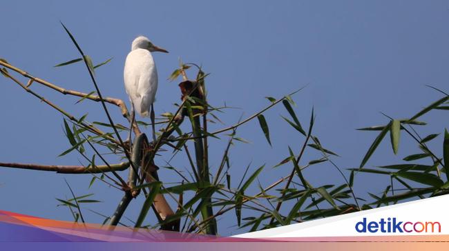 Menelusuri Jejak Sejarah Kampung Belekok Bandung