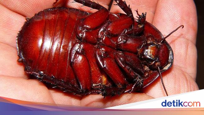 4 Jenis Kecoa Raksasa di Dunia, Ada yang Segede Kepalan Tangan