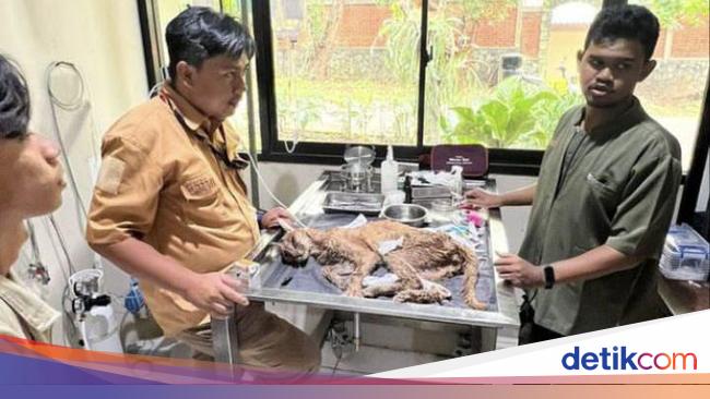 Kucing Okin Mati Diperkirakan karena Malnutrisi, Netizen Riuh