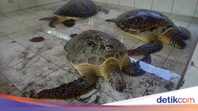 18 Penyu Hijau Sitaan Polres Jembrana Siap Dilepasliarkan