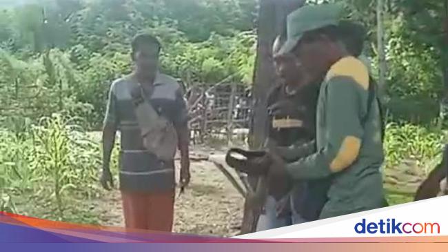 Viral Pria Berpakaian Linmas di TTS Ikat-Injak Pasutri Secara Membabi Buta