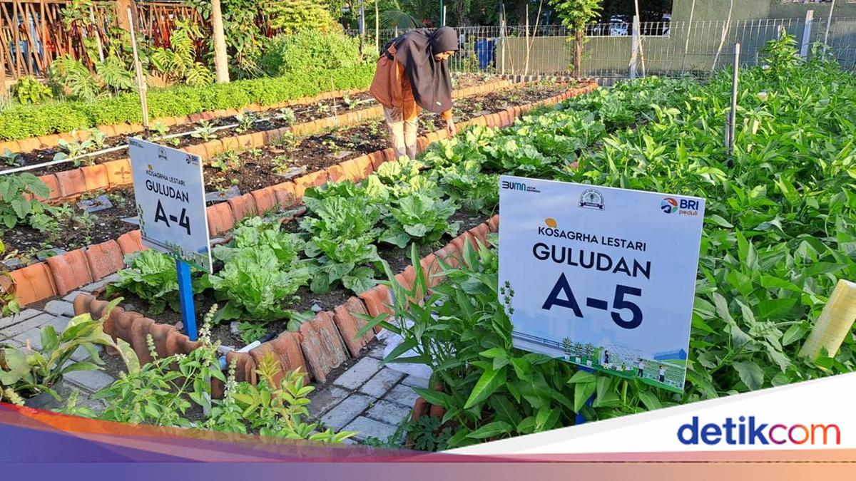 Kisah Warga Medokan Ayu Surabaya Sulap Area Rawa Jadi Urban Farming