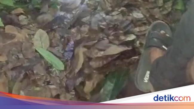 Viral Janda Kena Tipu, Dilamar dengan Mahar Rp 1,7 Miliar Ternyata Daun ... Viral Janda Kena Tipu, Dilamar dengan Mahar Rp 1,7 Miliar Ternyata Daun ...