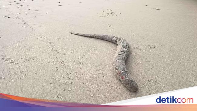 Belut Raksasa Penghisap Darah Terdampar di Tepi Laut