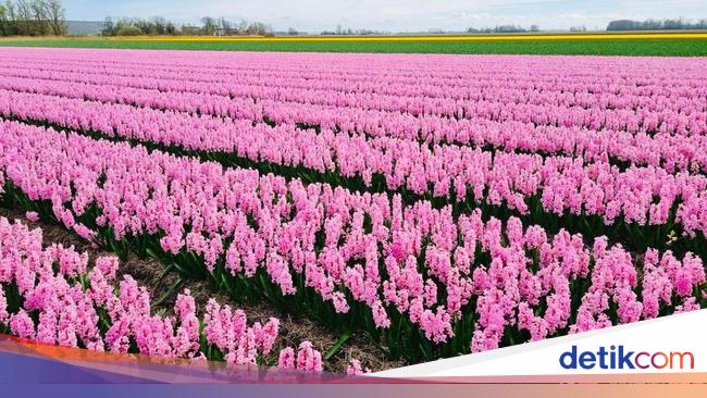 Menikmati Mekarnya Beragam Bunga di Musim Semi