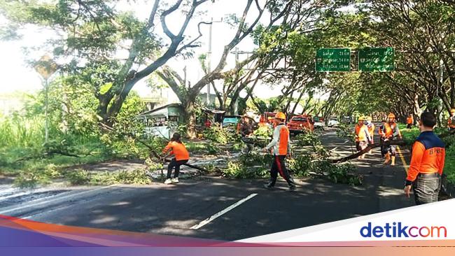 Waspada Pohon Tumbang di Jalur Mudik Klungkung Waspada Pohon Tumbang di Jalur Mudik Klungkung