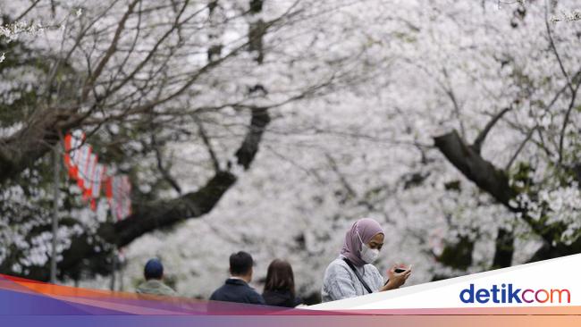 Tradisi Merayakan Bunga Sakura di Jepang dan Maknanya