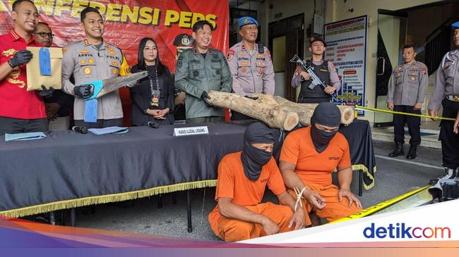Pencurian Kayu Jati Di Hutan Tulungagung Dibongkar 2 Orang Ditangkap