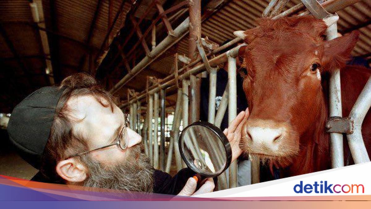 5 Fakta Sapi Merah Israel untuk Ritual Penyucian Yahudi