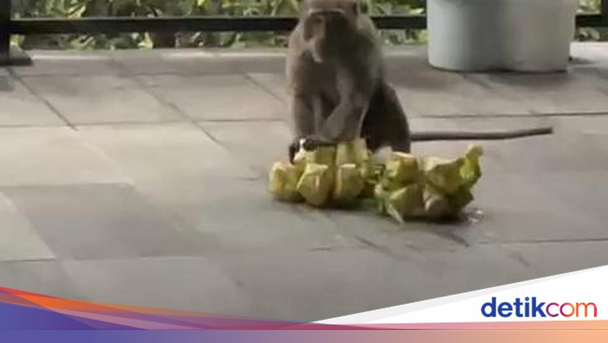 Aksi Monyet Curi Ketupat hingga Makanan Lebaran di Bandung
