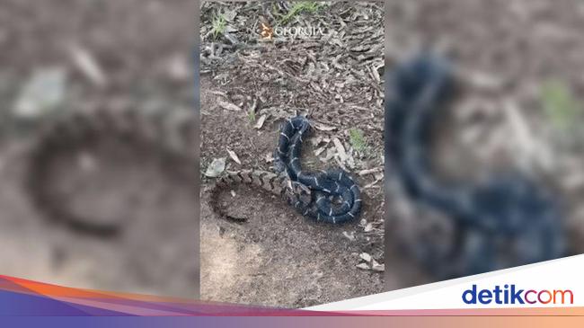 Video Viral Ular Makan Ular, Padahal Ukurannya Lebih Besar