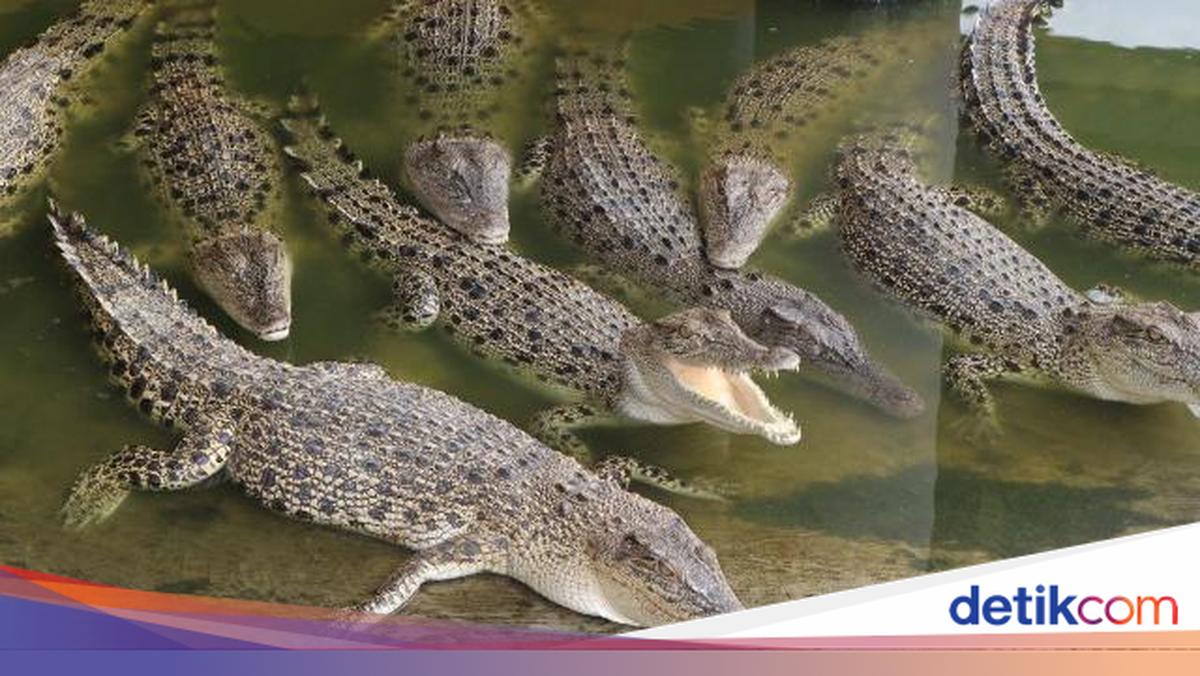 6 Jenis Hewan yang Paling Setia dengan Pasangannya, Buaya Termasuk?