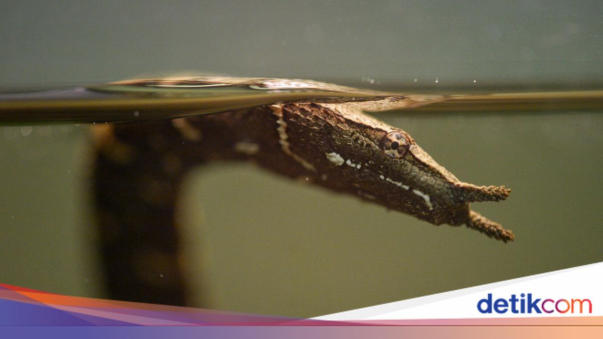 Ular Tentakel Predator Asli Asia Tenggara, Pemburu Super yang Mematikan