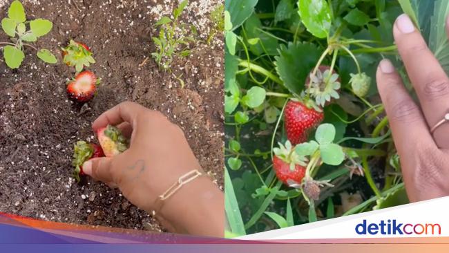 Gampang Ditiru, Begini Tips Menanam Buah dari Makanan Sisa