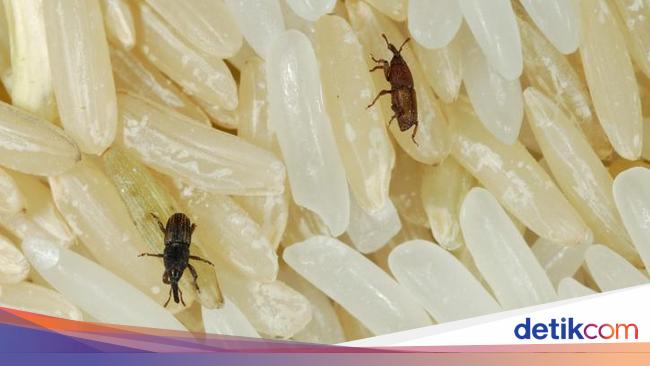 Apakah Kutu Beras Membahayakan? Ini Penjelasannya
