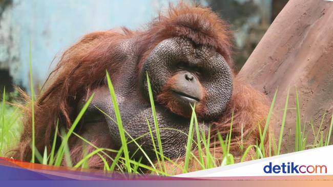 Orang Utan Legendaris yang Jadi Primadona di Bunbin Bandung