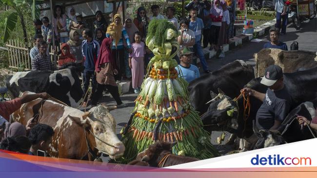 Meriahnya Tradisi Lebaran Sapi Syawal di Boyolali