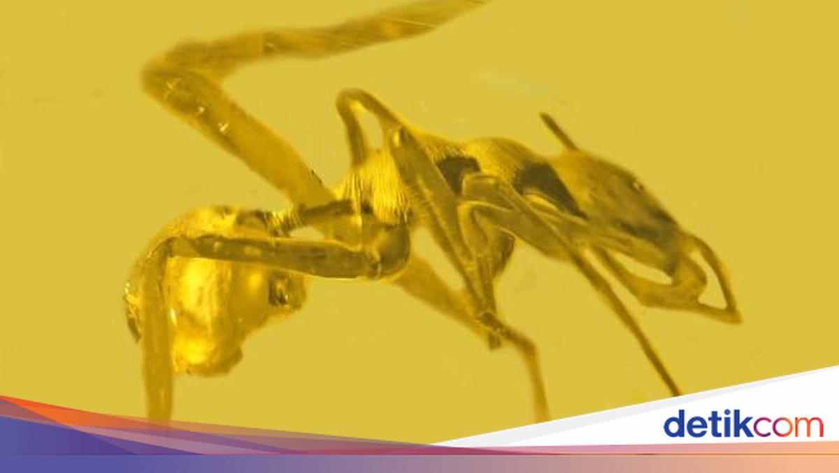 Ada Spesies Laba-laba yang 'Menyamar' Jadi Semut, Ilmuwan Ungkap Alasannya