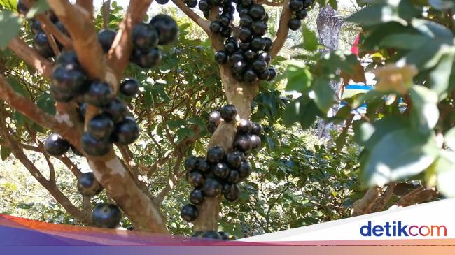 Uniknya Rasa Anggur Brasil yang Tumbuh Subur di Tanah Majalengka