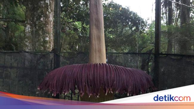 Mekarnya Bunga Bangkai Jadi Kado Ultah ke-172 Kebun Raya Cibodas