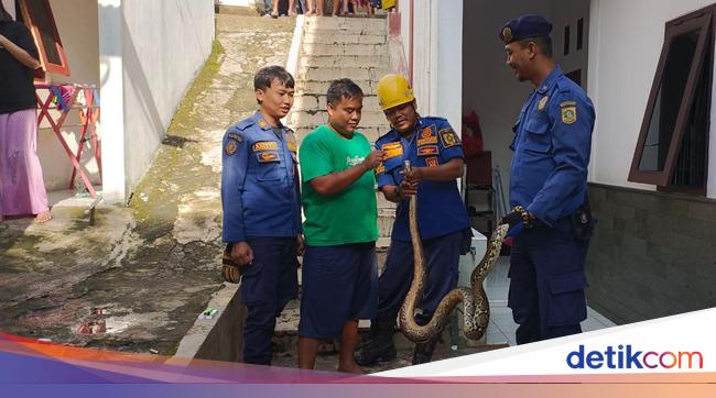 Hiii! Ular Sanca 3 Meter Muncul dari Lubang Kamar Mandi di Bogor